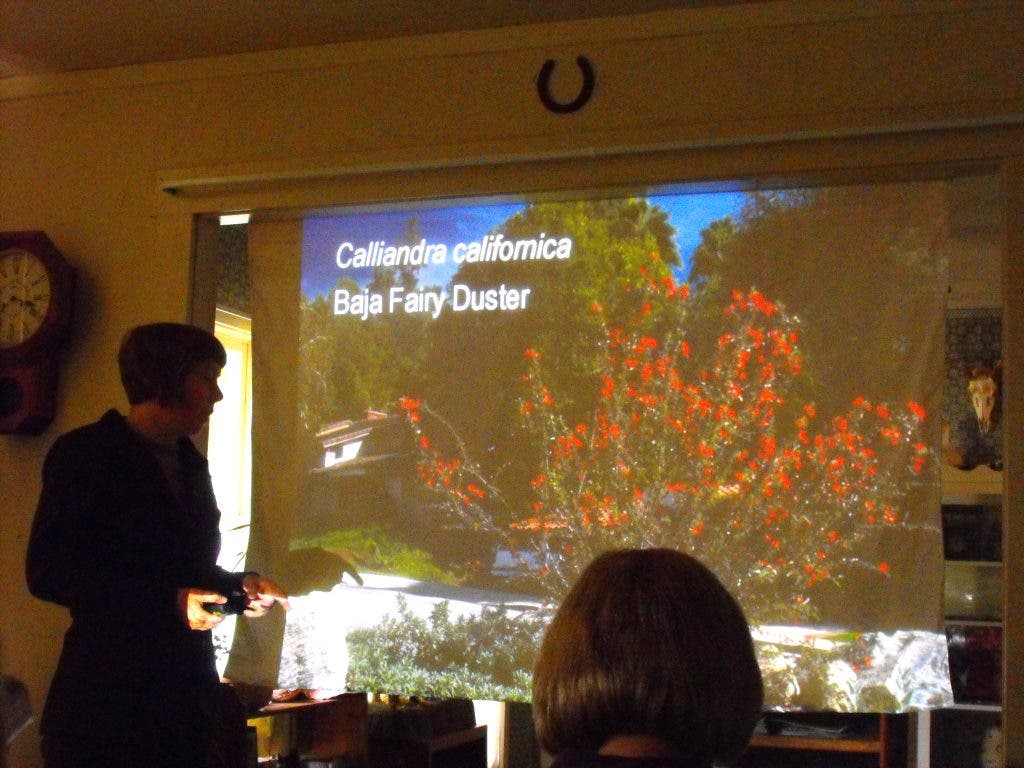 Nature Made Easy: Gardening With Native Plants | Calabasas, CA Patch