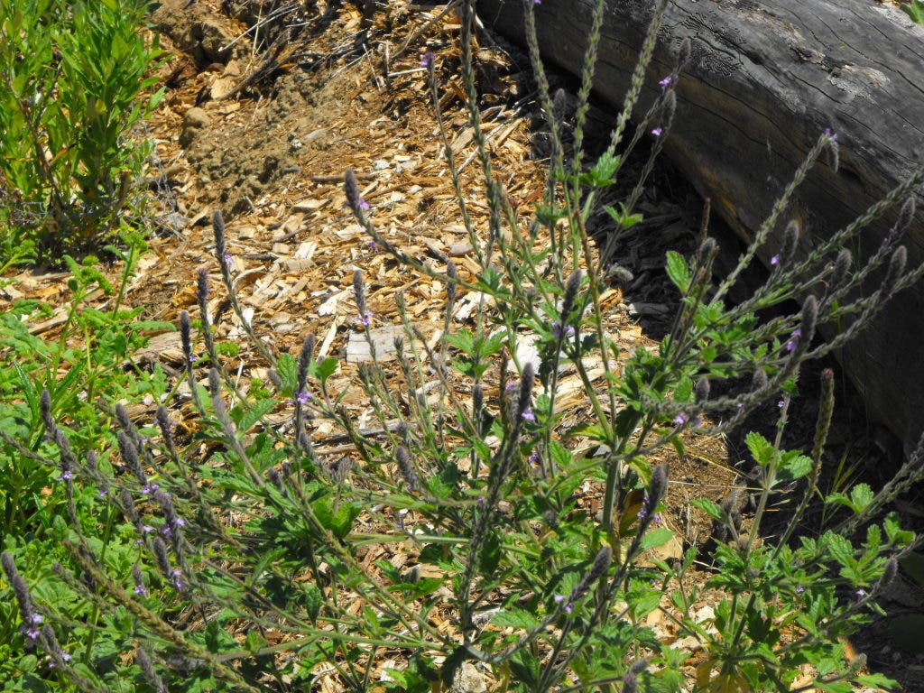 Nature Made Easy: Gardening With Native Plants | Calabasas, CA Patch