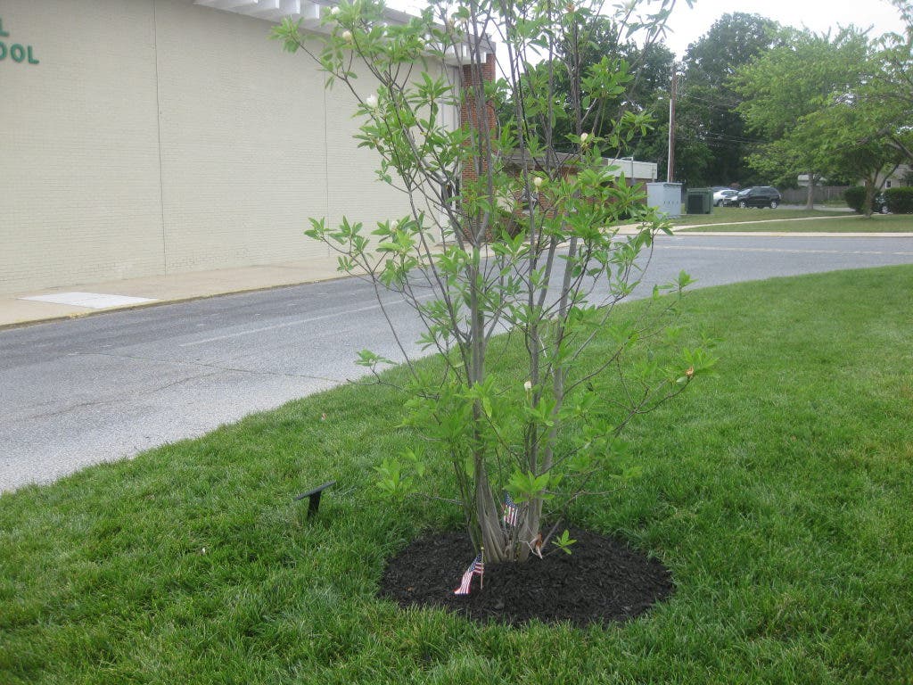 Erial Elementary Dedicates Tree in Memory of Sammie Nguyen-Ortanez ...