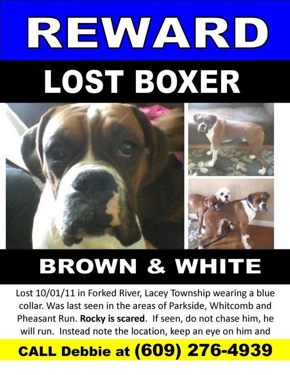 Local Residents Organizing Search Party for Lost Dog | Lacey, NJ Patch