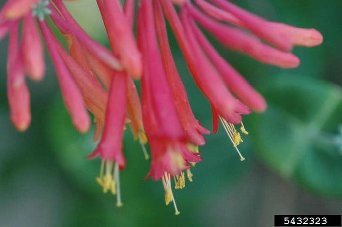 Invasive Plants: Japanese Honeysuckle | New Rochelle, NY Patch