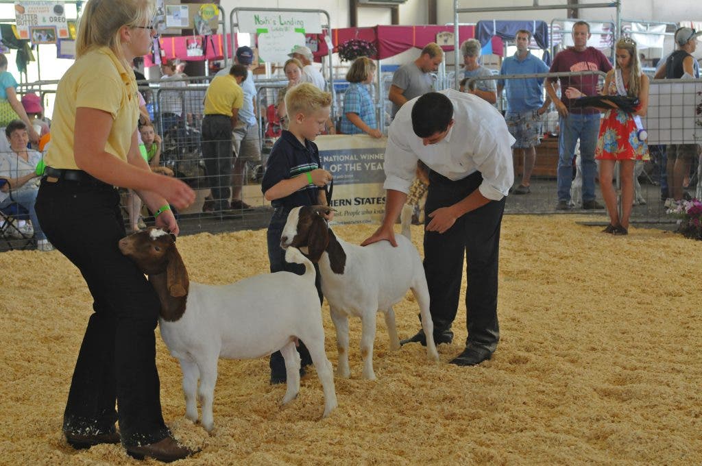 Sheep and goats and cows: Time for the Loudoun County Fair | Leesburg ...