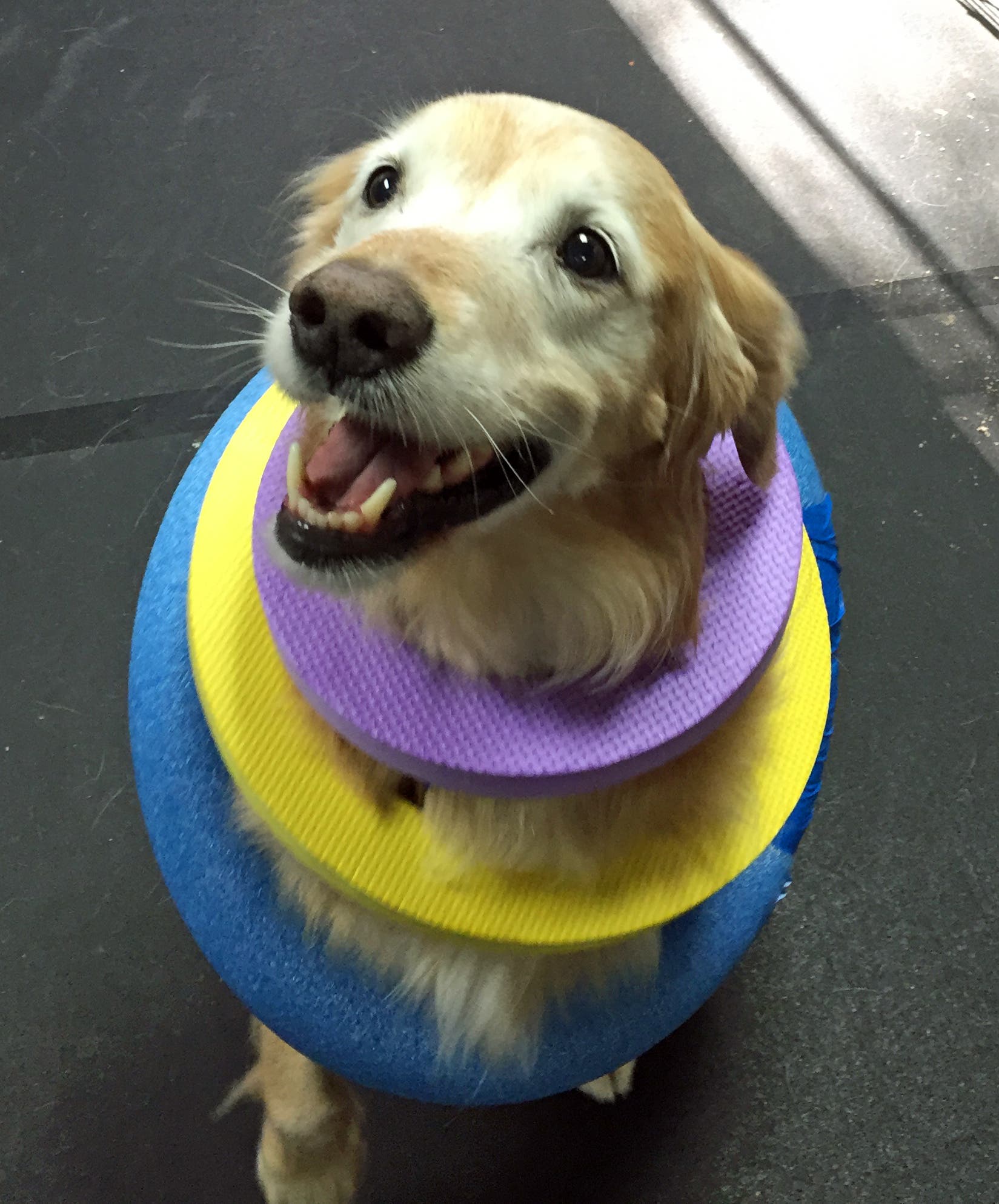 Dogs Learn New Tricks at Live and Learn Dogs | Bridgewater, NJ Patch