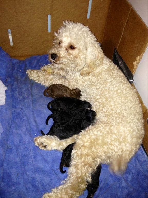 Reward for Lost Toy Poodle dog | Elmhurst, IL Patch