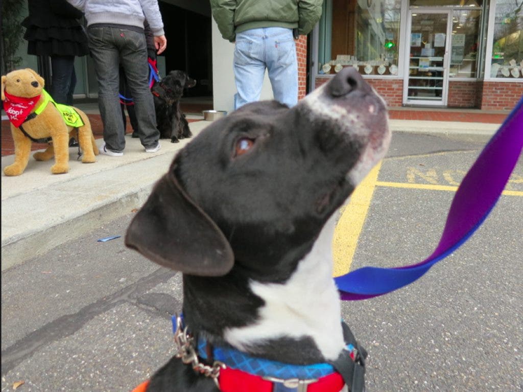 The Dogs Were Stars at STAR Rescue Event | Stamford, CT Patch
