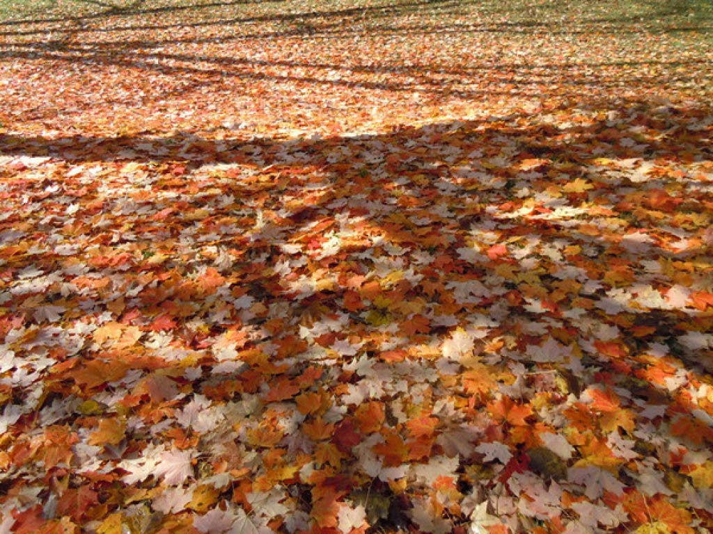 Fairfax County Leaf Collection Information | Annandale, VA Patch