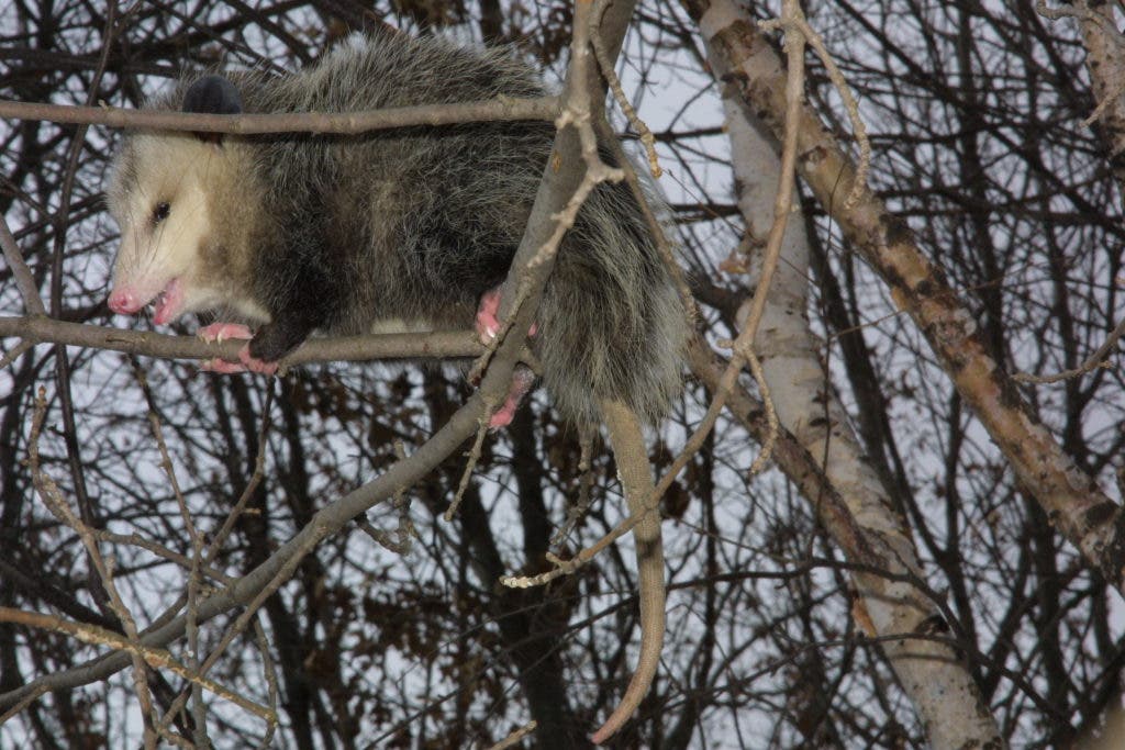 Viewfinder: An Opossum at Springbrook | Fridley, MN Patch