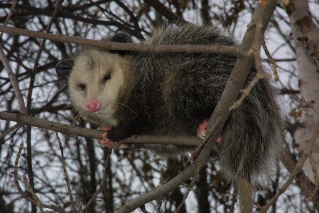 Viewfinder: An Opossum at Springbrook | Fridley, MN Patch