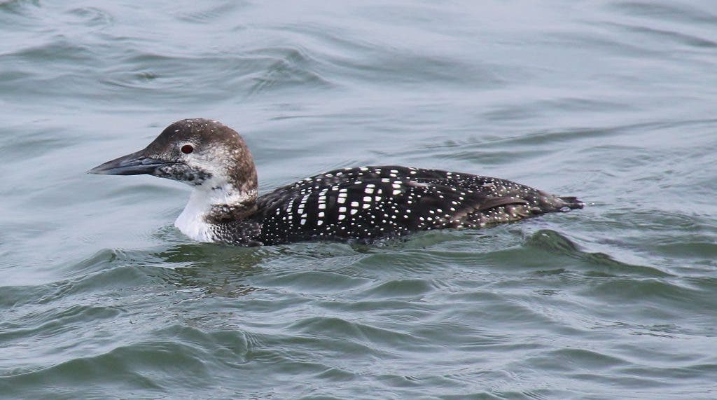 Restless Loons in New York Harbor | Middletown, NJ Patch