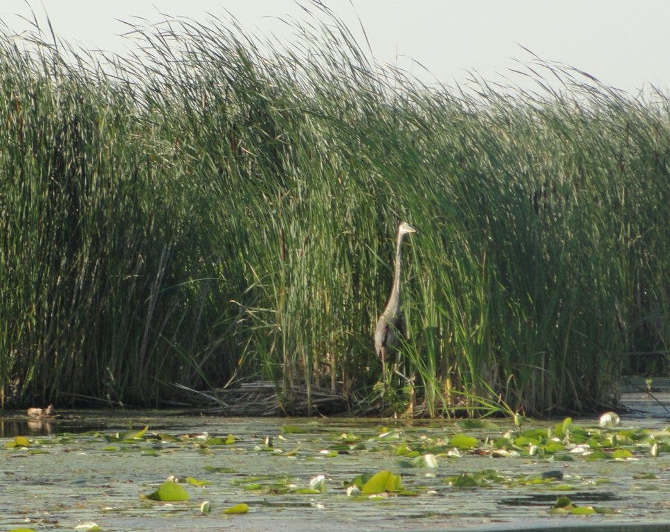 Muskego's Big Lake: All Creatures Great and Small | Muskego, WI Patch