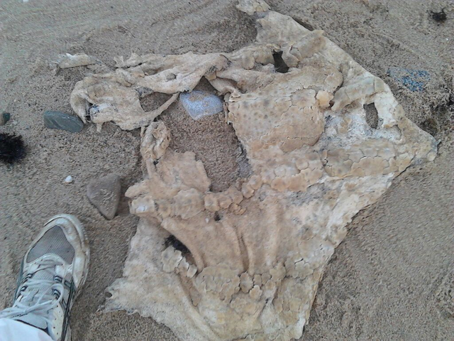 MONTAUK MONSTER CONFIRMED? | East Hampton, NY Patch