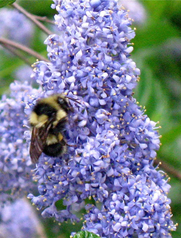 Capture a Nature Moment - Nature Photography | Calabasas, CA Patch