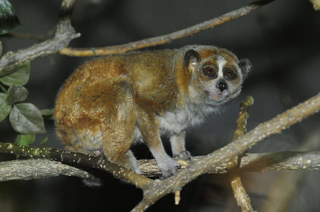 Meet the Zoo: Boris the Loris | Park Slope, NY Patch