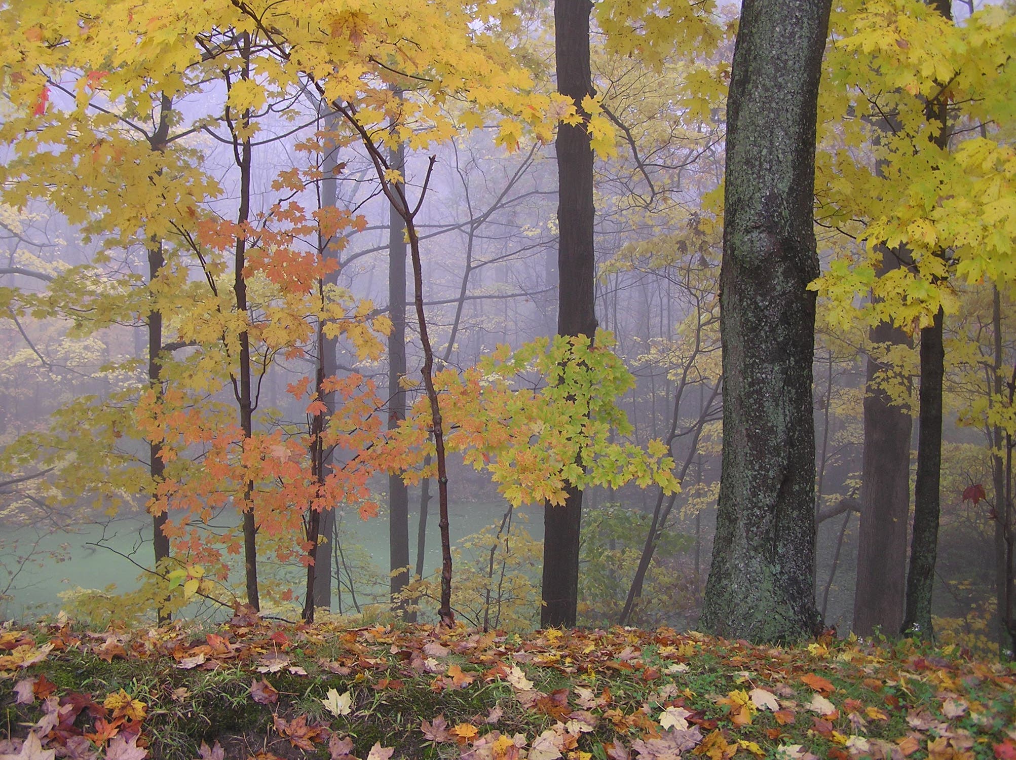 Enjoying Connecticut's Spectacular Fall Foliage | Norwalk, CT Patch