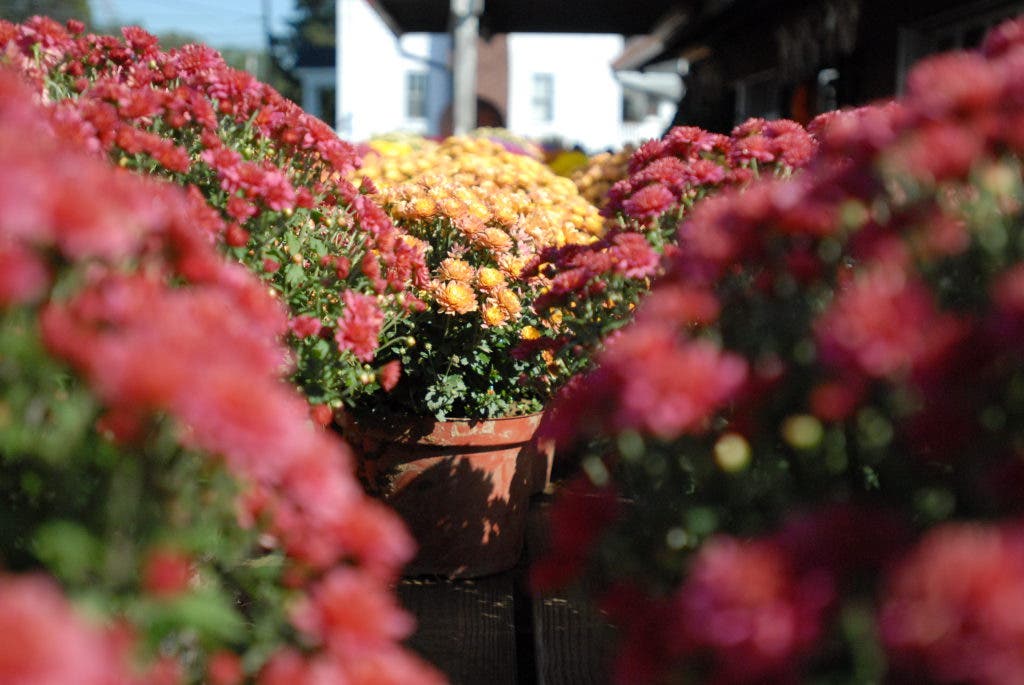 Cheesequake and C. Casola Farms Pick-Your-Own and Fall Activities ...