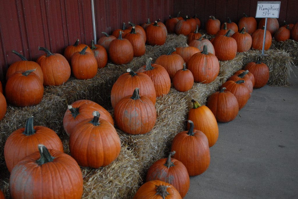 Cheesequake and C. Casola Farms Pick-Your-Own and Fall Activities ...