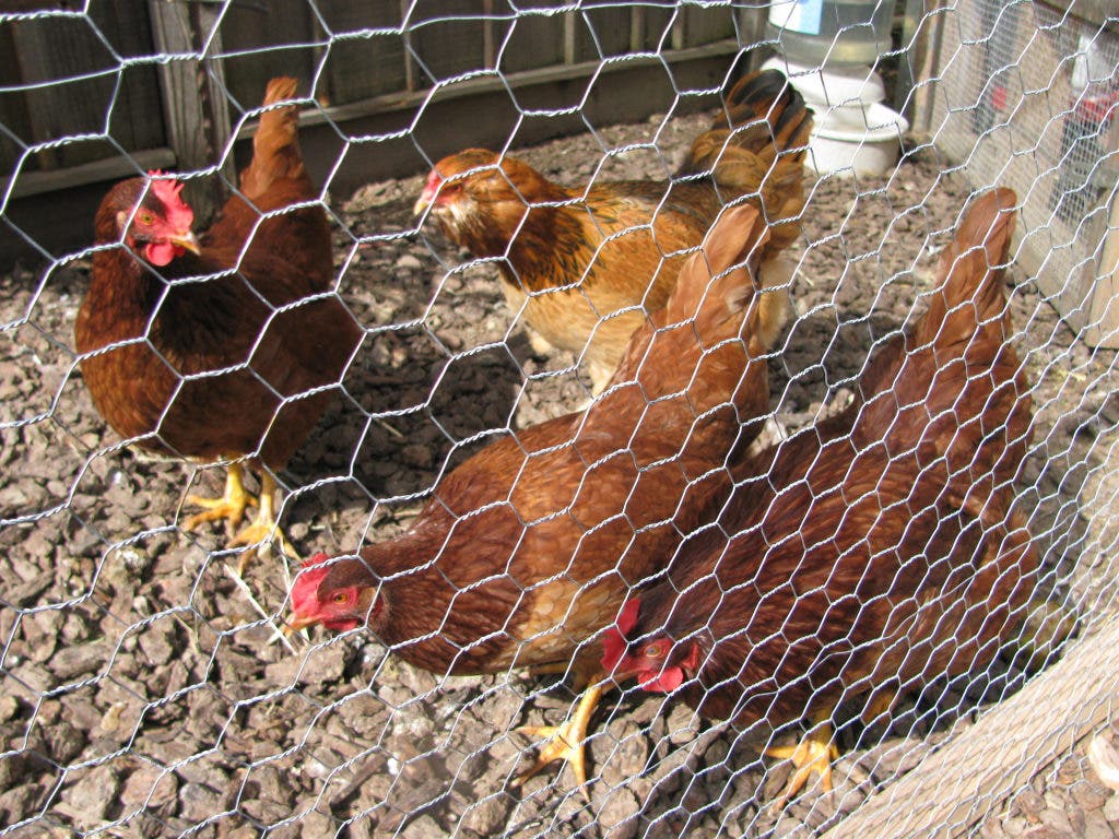 Which Came First. . . | Pinole, CA Patch