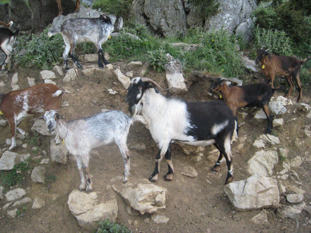 Hi-Noon Rotary Goat Project Complete | Carlsbad, CA Patch