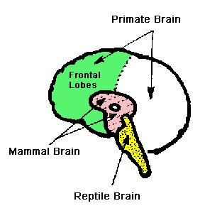 The Male Reptilian Brain | Darien, IL Patch