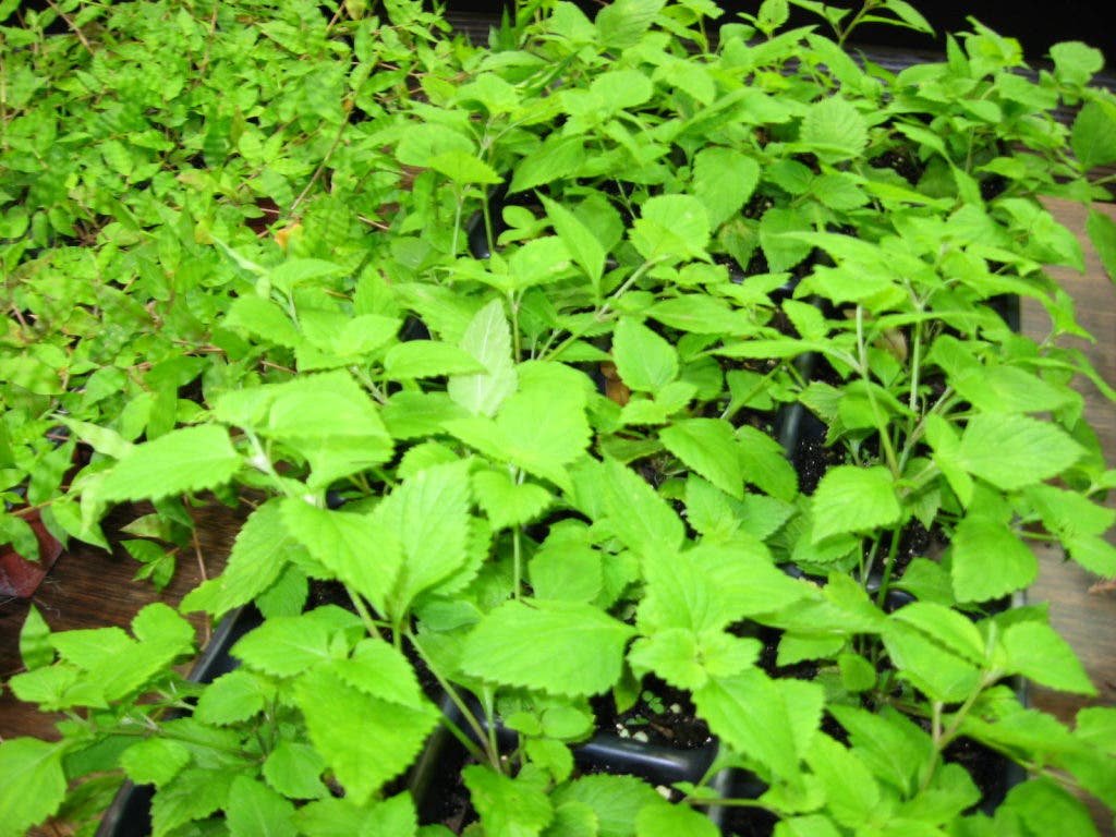 Discovering the Beauty and Diversity of Native Florida Plants | St ...