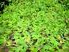 Discovering the Beauty and Diversity of Native Florida Plants | St ...