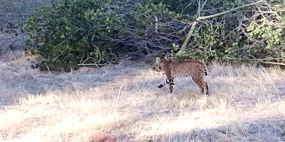 Stunning Photos of a Bobcat in Arana Gulch Friday | Santa Cruz, CA Patch