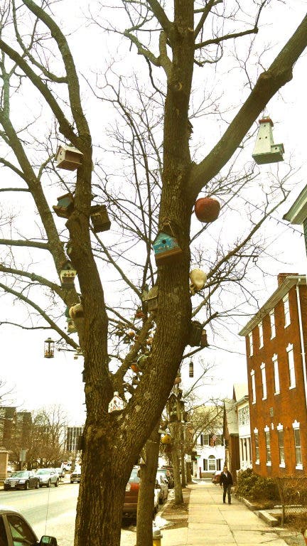 Two Downtown Salem Trees, 50 Bird Houses | Salem, MA Patch