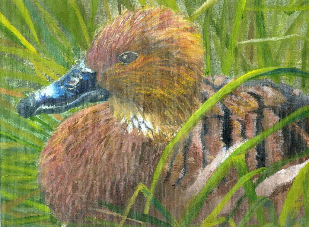 Vis Student Places 2nd in MN Junior Duck Stamp Art Contest | Mendota ...