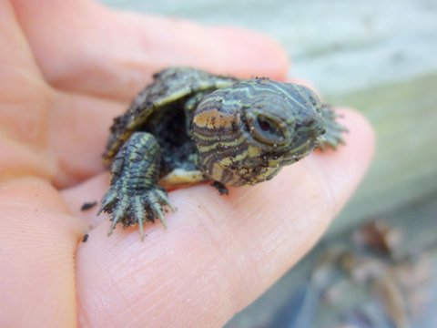 Red-eared Sliders: America's favorite pet turtle | Old Town Alexandria ...