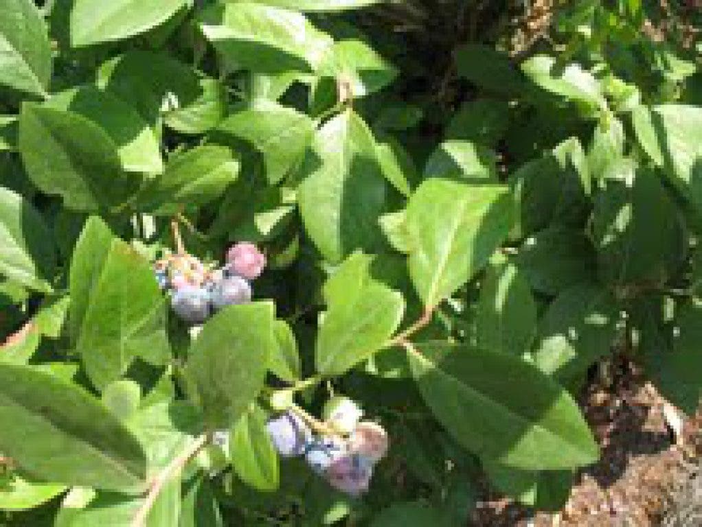 Blueberry Jerry Jamboree to Be Pasco County's First Blueberry Festival ...