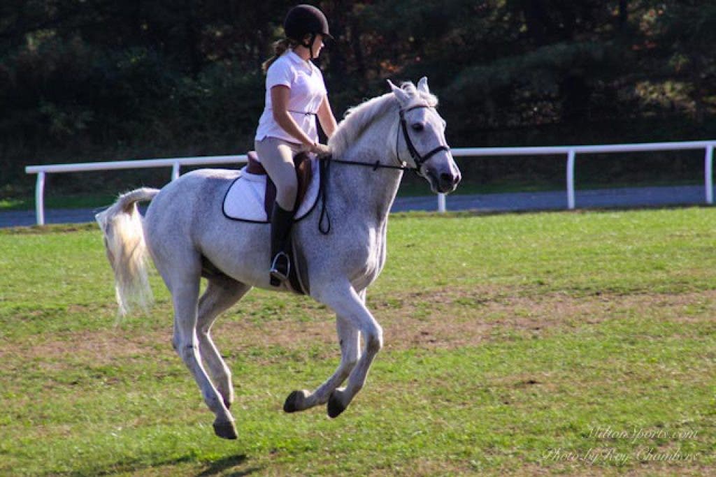 Milton 350th Anniversary Horse Show Trots into Prowse Farm | Milton, MA ...