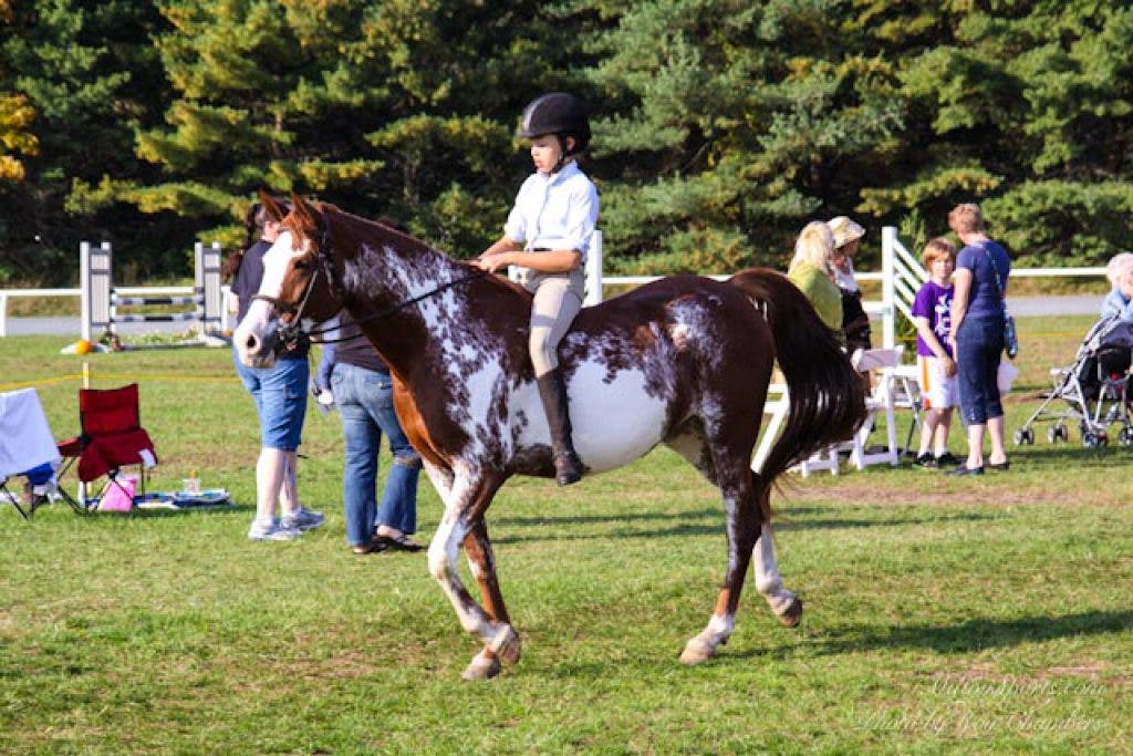 Milton 350th Anniversary Horse Show Trots into Prowse Farm | Milton, MA ...