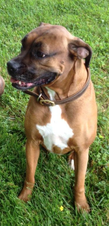 LOST DOG- FEMALE BOXER BROWN WITH WHITE CHEST | Havre de Grace, MD Patch