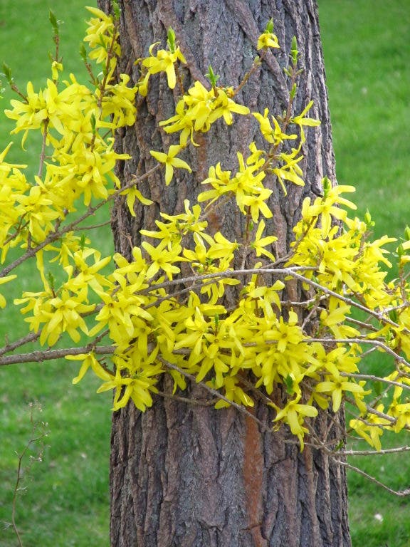 Blooming New England - Spring Flowers 2013 | Lynnfield, MA Patch
