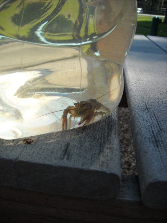 Finding Crayfish in Deep Brook | Newtown, CT Patch