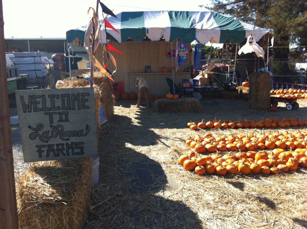 Pumpkin Patch Tour: Pick Your Plant | Capitola, CA Patch