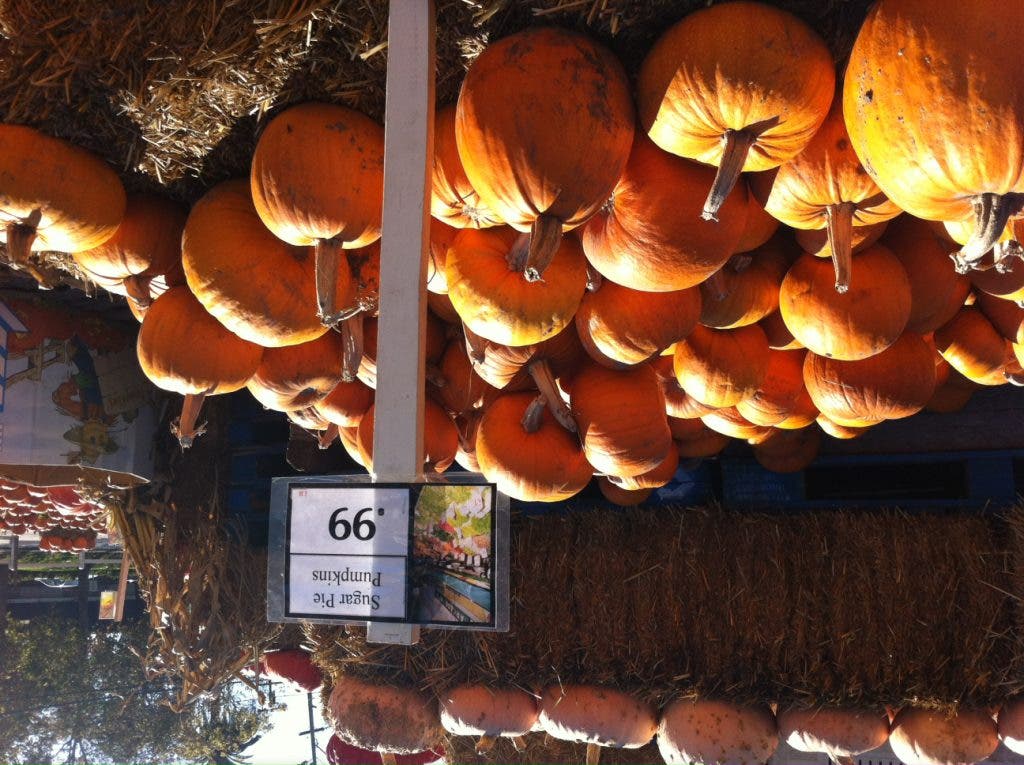 Pumpkin Patch Tour: Pick Your Plant | Capitola, CA Patch