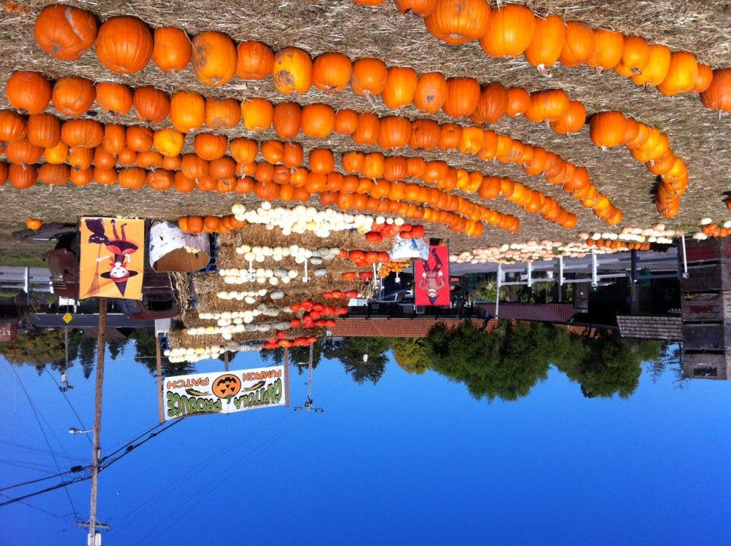 Pumpkin Patch Tour: Pick Your Plant | Capitola, CA Patch