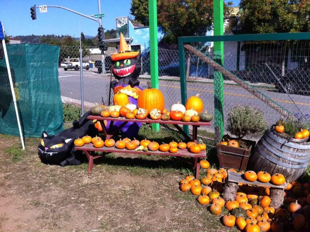 Pumpkin Patch Tour: Pick Your Plant | Capitola, CA Patch