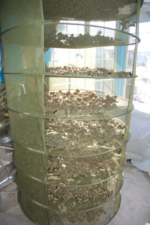 Photos: Massive Pot Bust in Gilroy | Gilroy, CA Patch