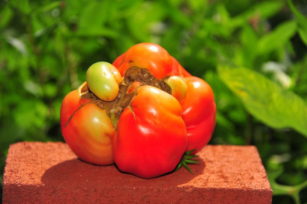 Five Things to Know About Ugly Tomatoes | Emmaus, PA Patch