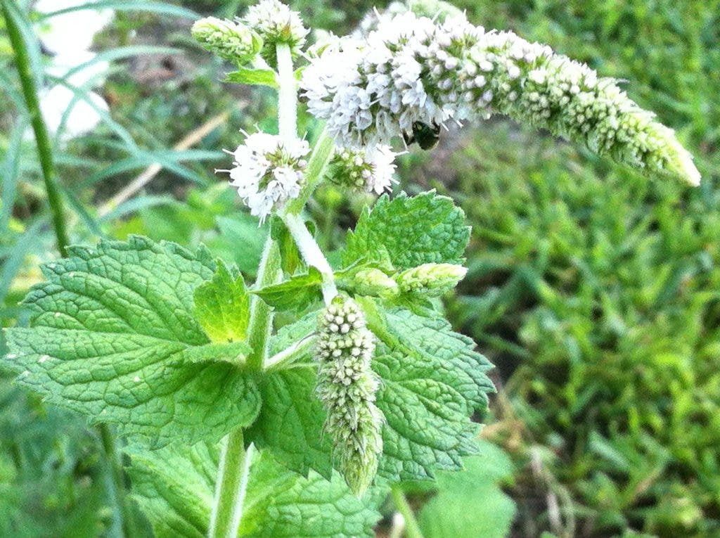 In Search of Wooly Mint | Emmaus, PA Patch