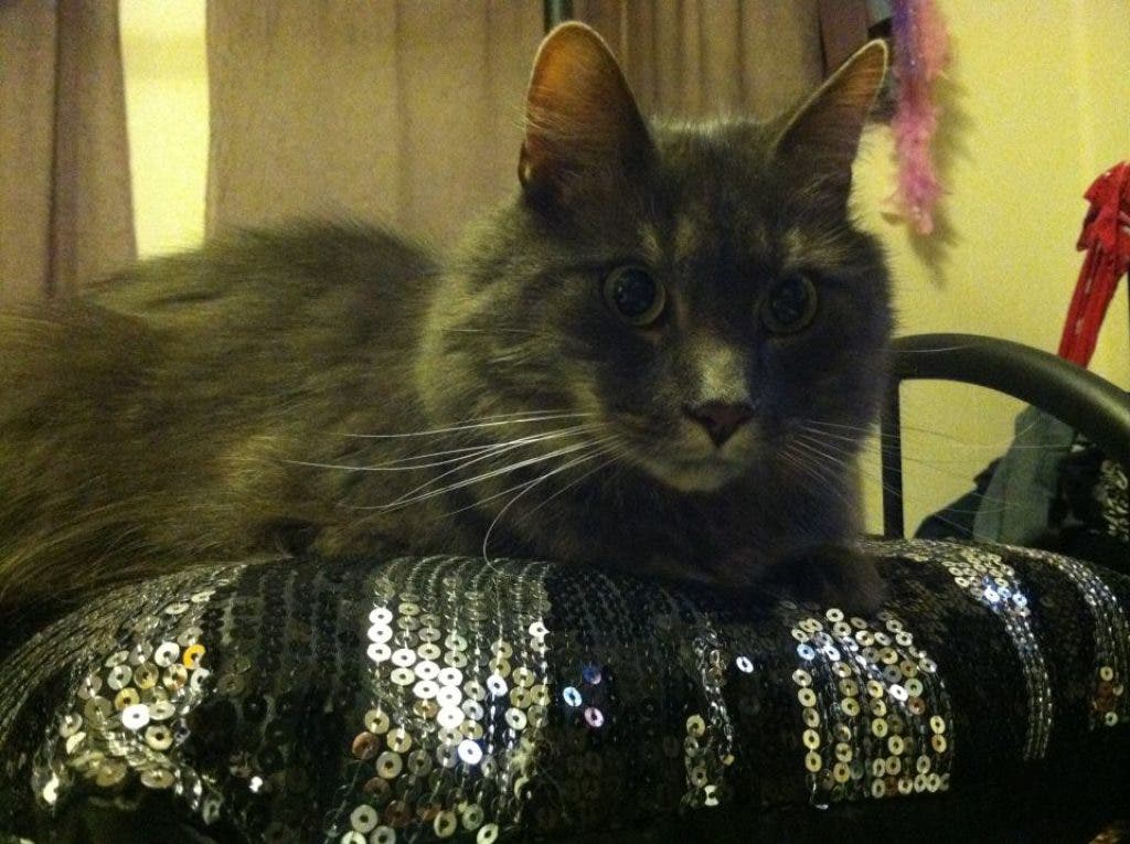 Missing Gray Cat - REWARD | Somerville, MA Patch