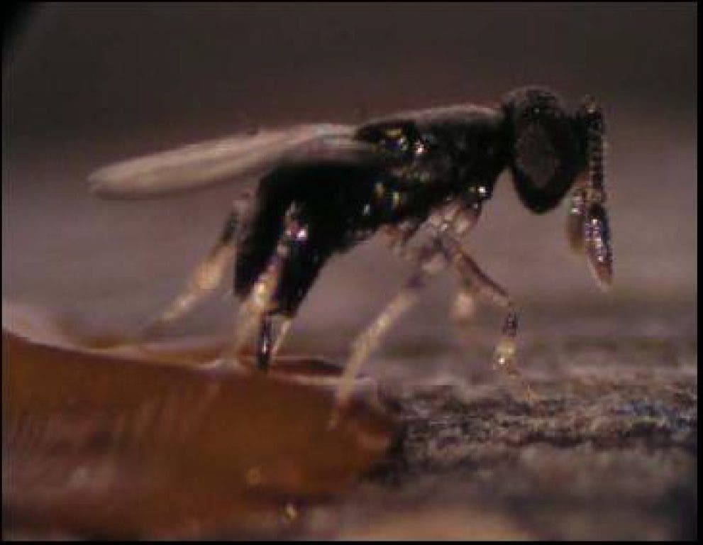 Lake County Fights Pests With Wasps | Lake Forest, IL Patch
