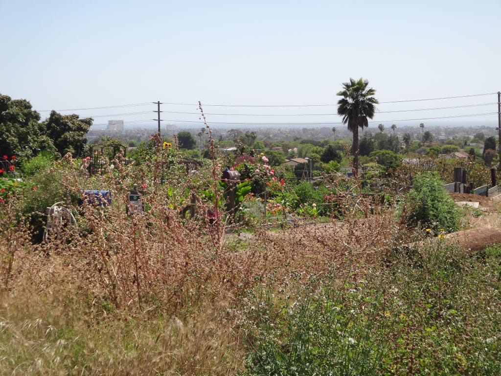 Viewfinder: Ocean View Farms | Venice, CA Patch