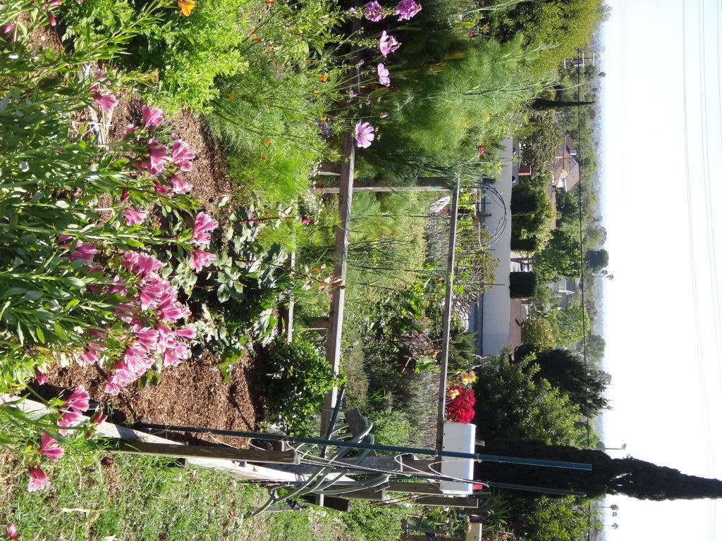 Viewfinder: Ocean View Farms | Venice, CA Patch