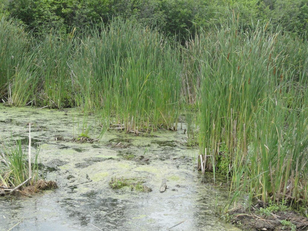 Big Muskego Lake Report Card Reveals High Marks | Muskego, WI Patch