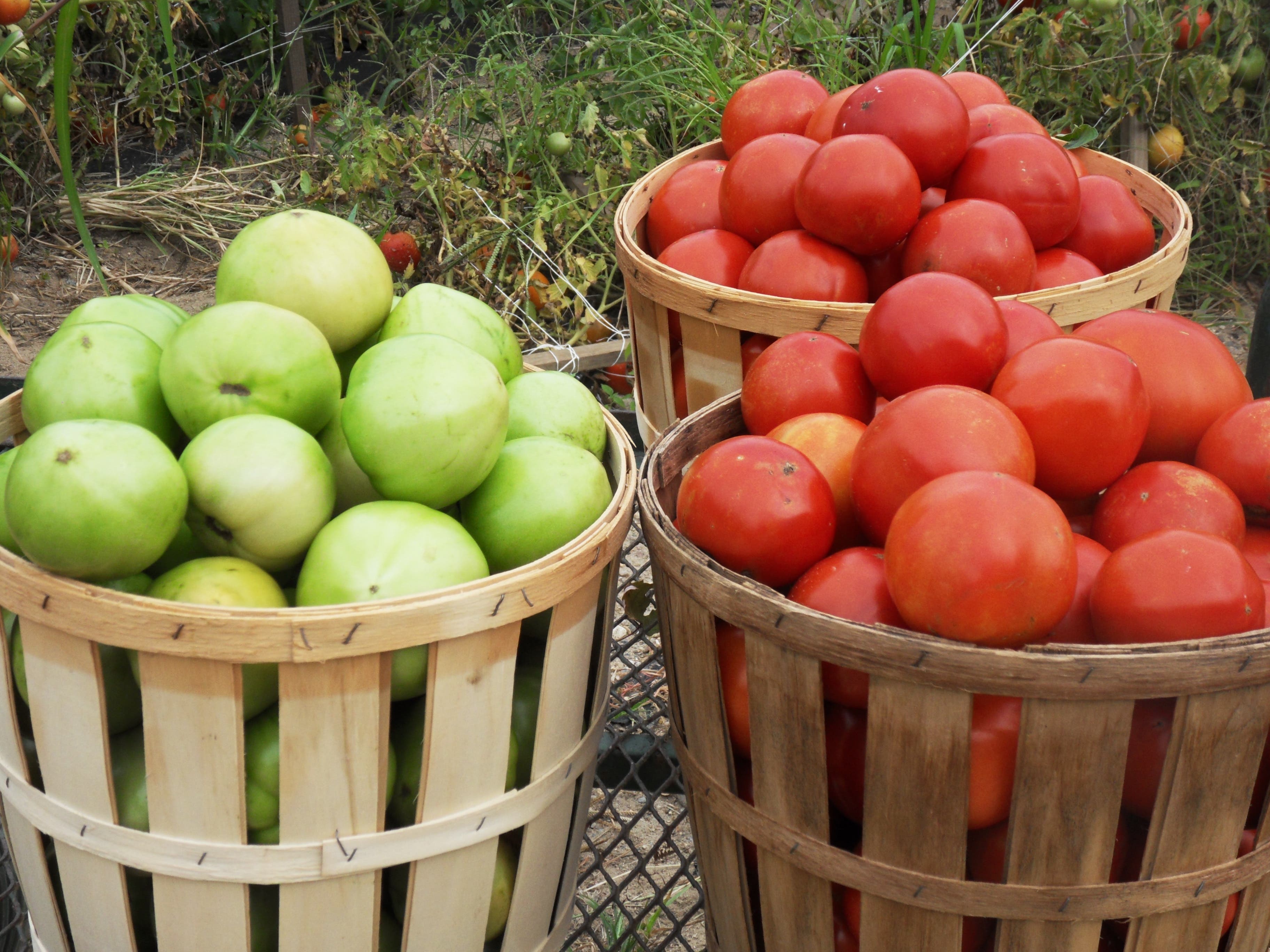 Pick-Your-Own Produce at Bader Farm (31 Photos, Video) | Montville, NJ ...