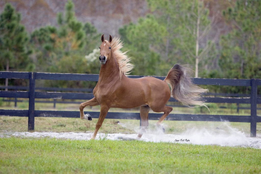 Avalon Stables Open House | Lutz, FL Patch