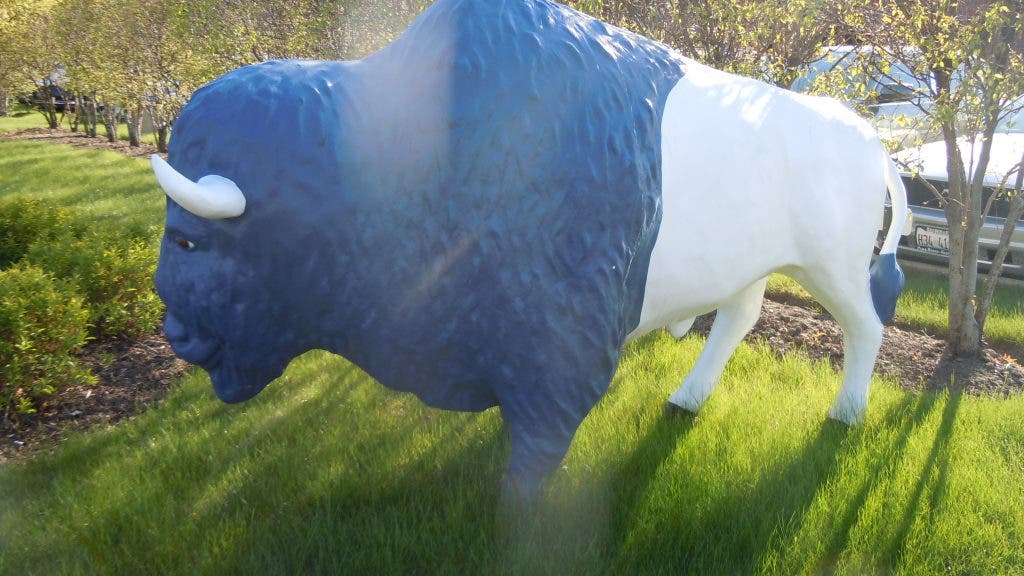 Hunting for Buffalo Grove's Buffaloes | Buffalo Grove, IL Patch